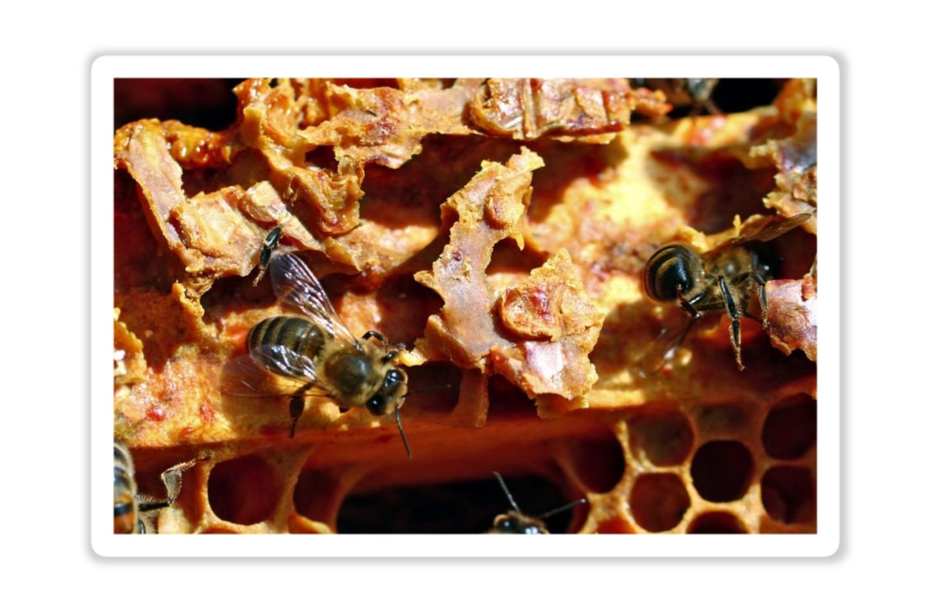 How to harvest Propolis? - Prokit